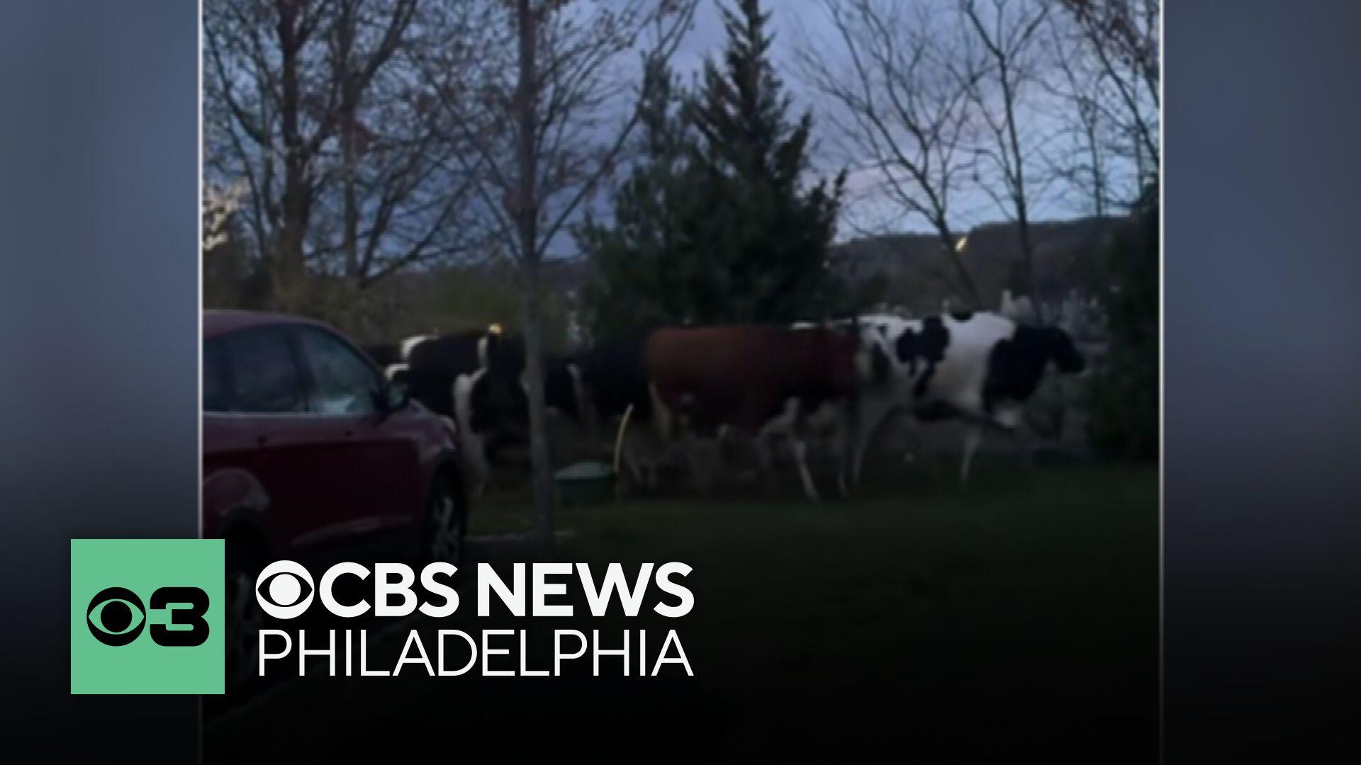 Video shows cows roaming Bucks County, Pennsylvania neighborhoods after ...