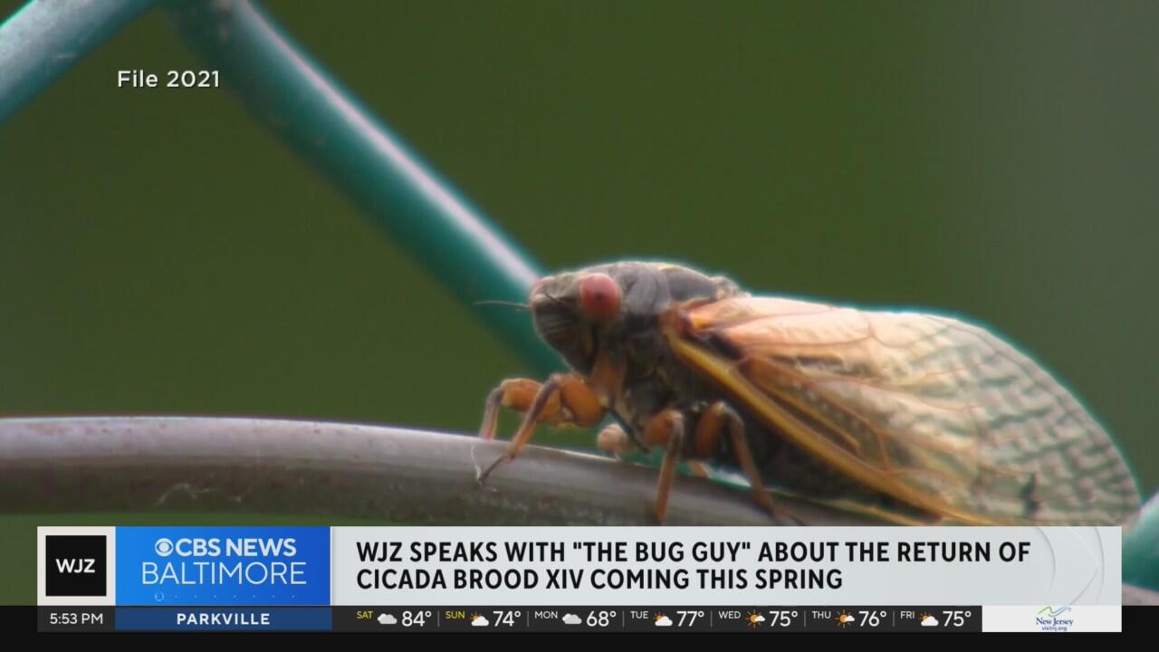 Maryland will see a wave of cicadas in 2025. Here's when the bugs could ...
