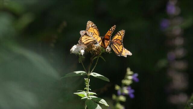 Monarch butterflies travel thousands of miles to Mexico. An inside look ...