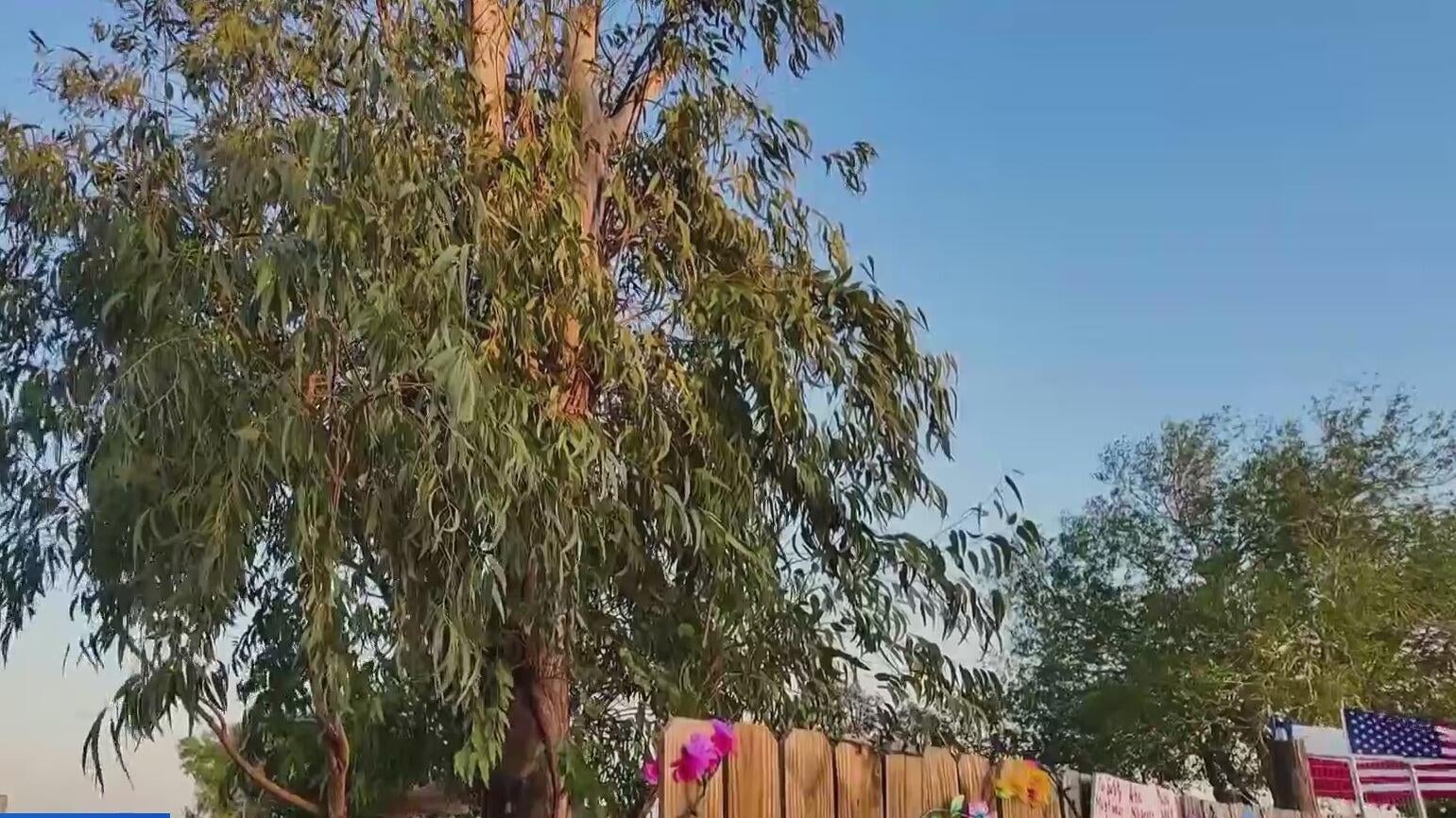 Viral TikTok "Miracle Tree" in Concepcion, Texas draws hundreds seeking ...
