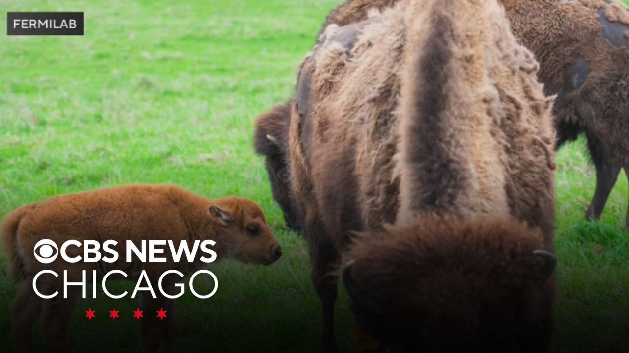 First new bison calves of year born on Fermilab grounds - CBS Chicago