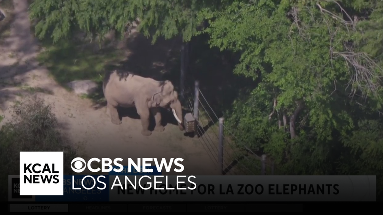 LA Zoo relocating its last two Asian elephants to animal preserve at ...