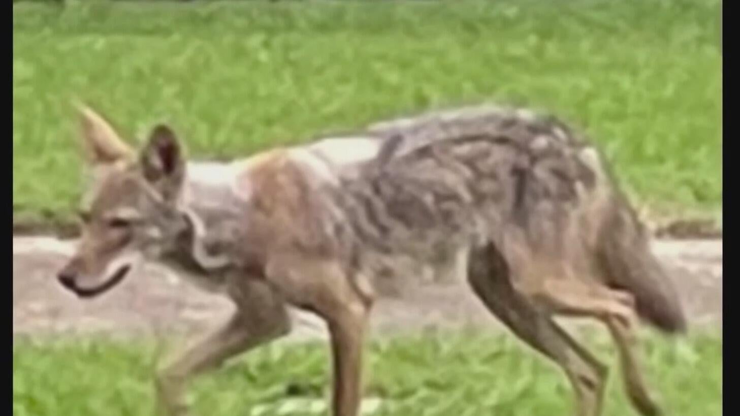 Dallas issues warning after coyote chases two children near White Rock ...