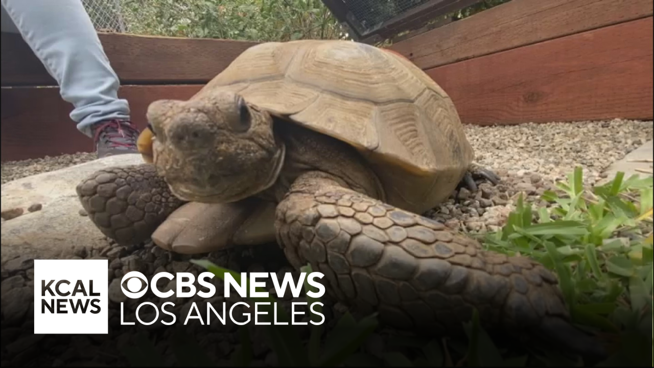 Hibernating tortoises wake up months after surviving Eaton Fire - CBS ...