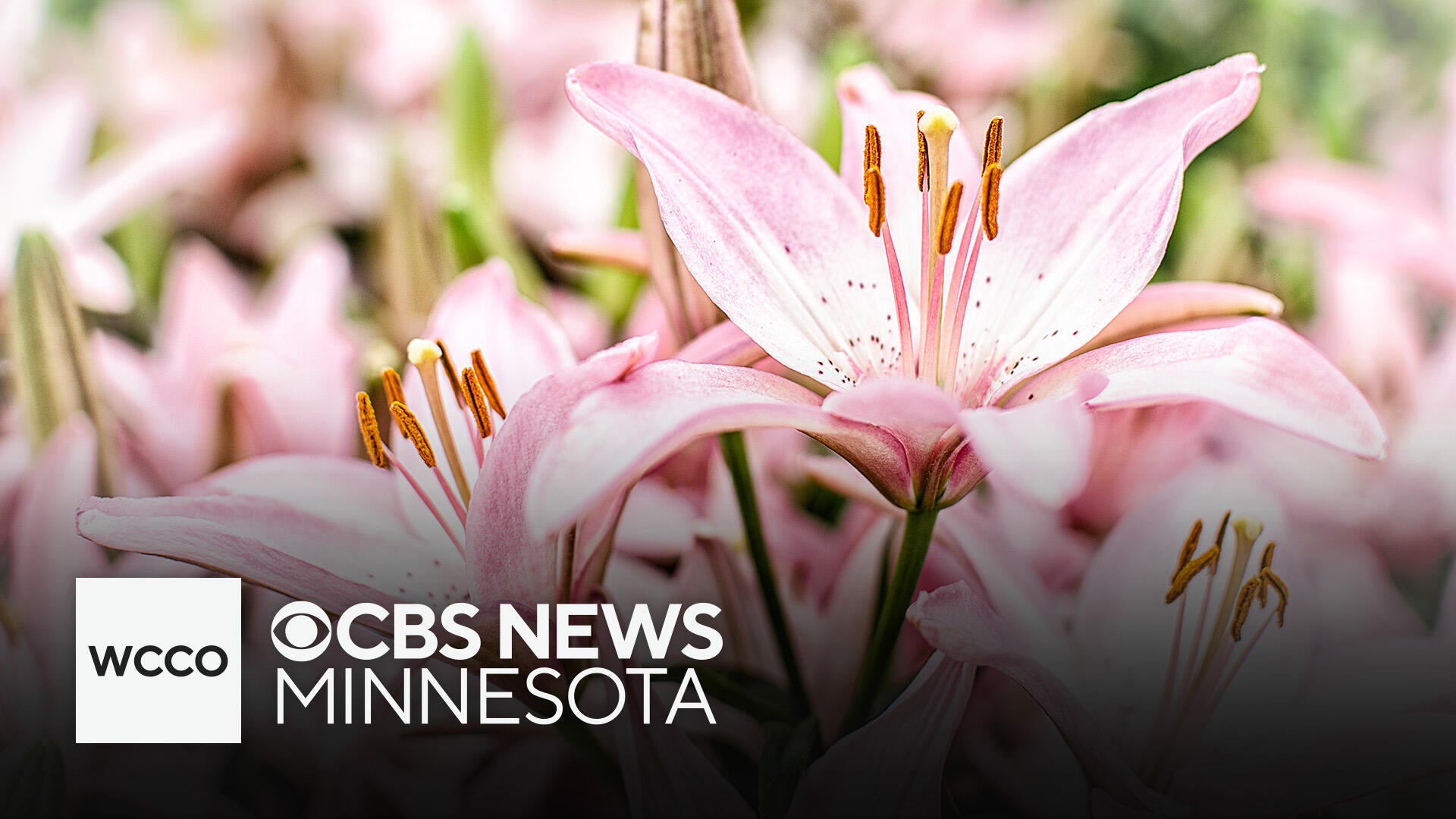 After losing beloved cat, Minnesota woman warns of dangers of toxic ...