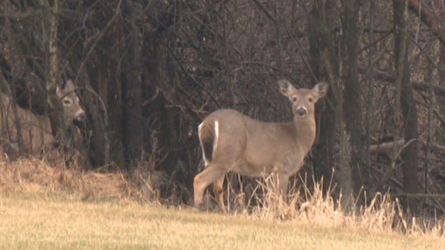 Michigan man accused of robbing jewelry store, pawning stolen necklace ...