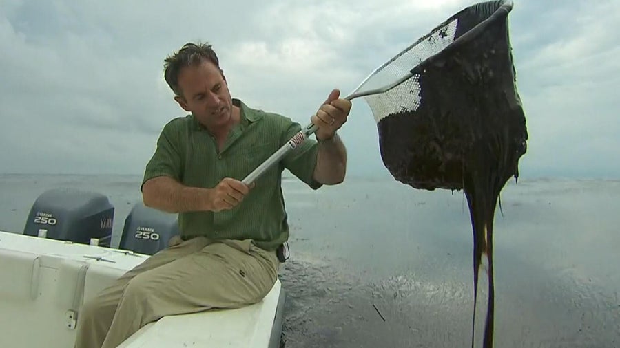 15 years after BP oil spill, marine recovery on Louisiana coast brings ...