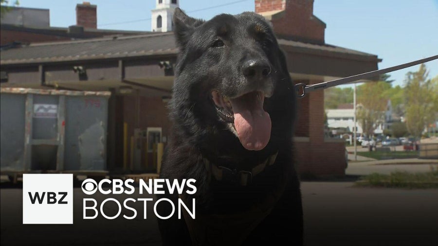 Police K9 jumps into water, rescues missing autistic boy clinging to ...