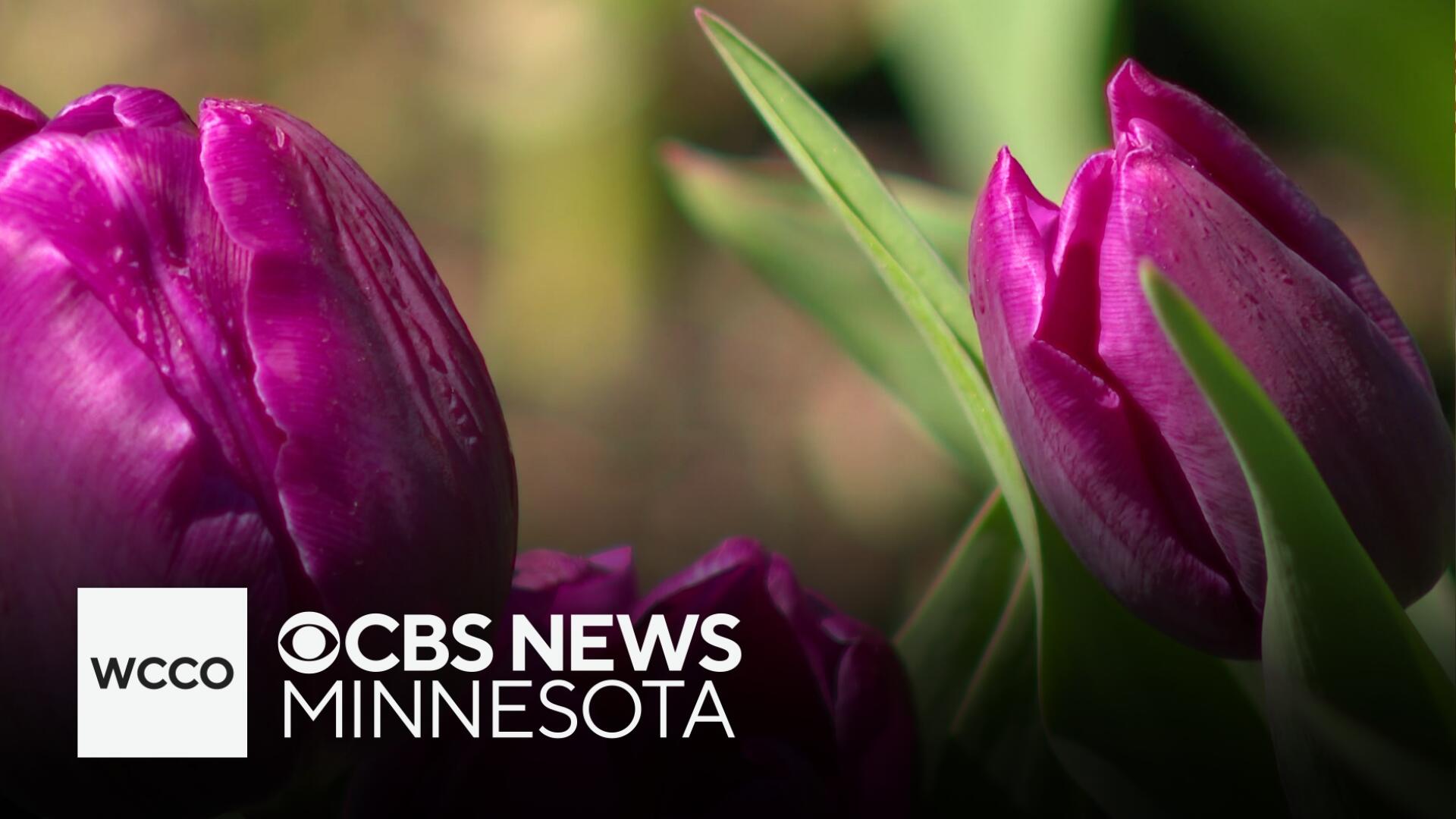 Why do tulips bloom early? - CBS Minnesota