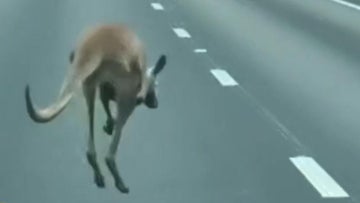 Escaped kangaroo named Sheila shuts down interstate, causes crash in ...
