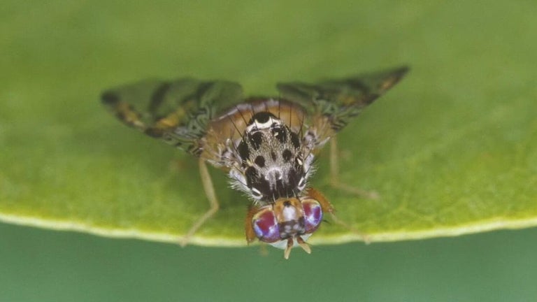 California working to eliminate invasive fruit fly in Alameda County ...