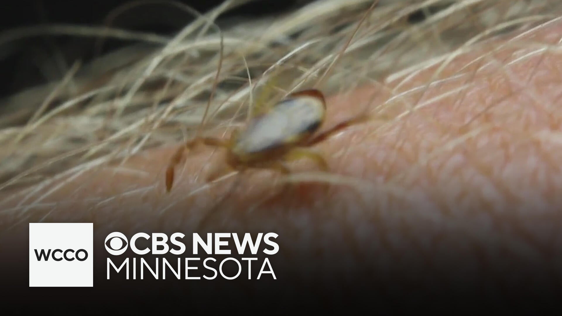 Spring has only started to spring, but ticks are already out in ...