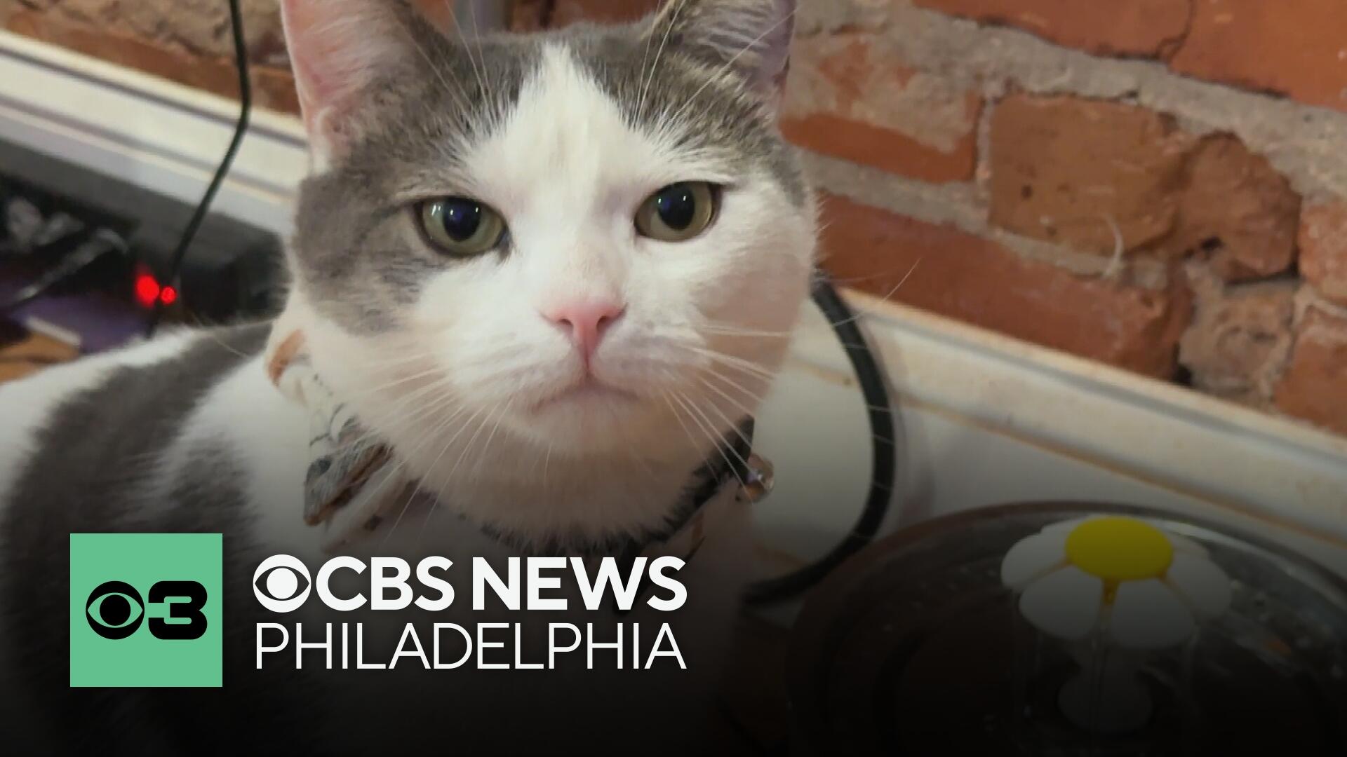 Artemis the missing Philadelphia cat returned to owners - CBS Philadelphia