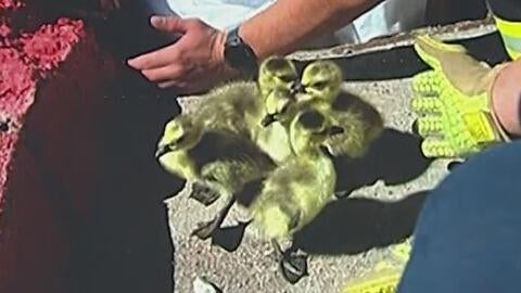 Colorado firefighters save goslings, ducklings that fell through sewer ...