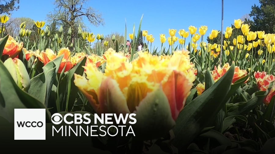 Blooming beauties: Arboretum tulip display is thriving in recent Minnesota weather - CBS Minnesota