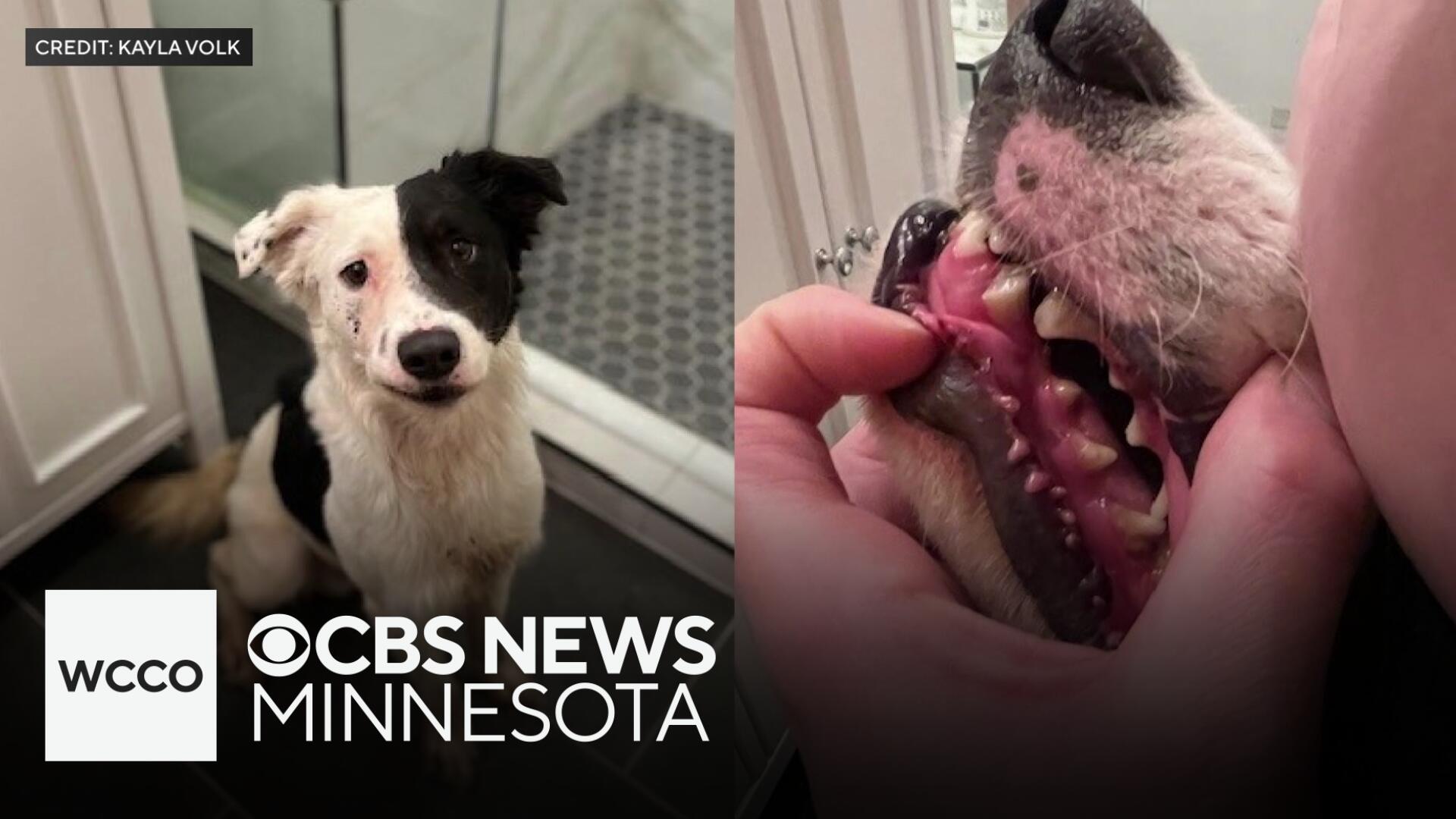 9 dogs found dead at Minnesota boarding business; owner faces animal ...