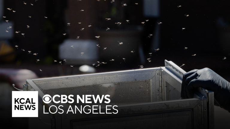 Sterilized mosquitos helping with notable drop in Southern California nuisance - CBS Los Angeles