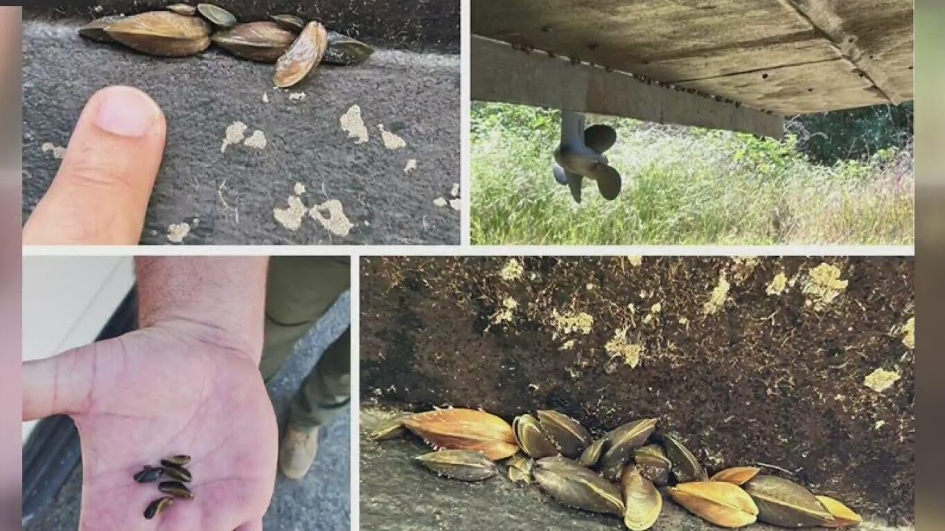 Invasive golden mussels found attached to boat during Folsom Lake ...