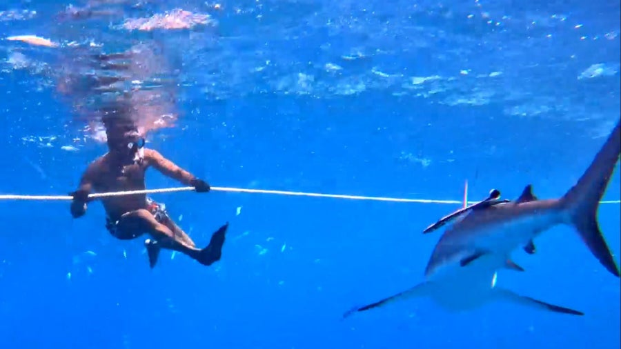 Biggest great white shark ever recorded by research group is "making ...