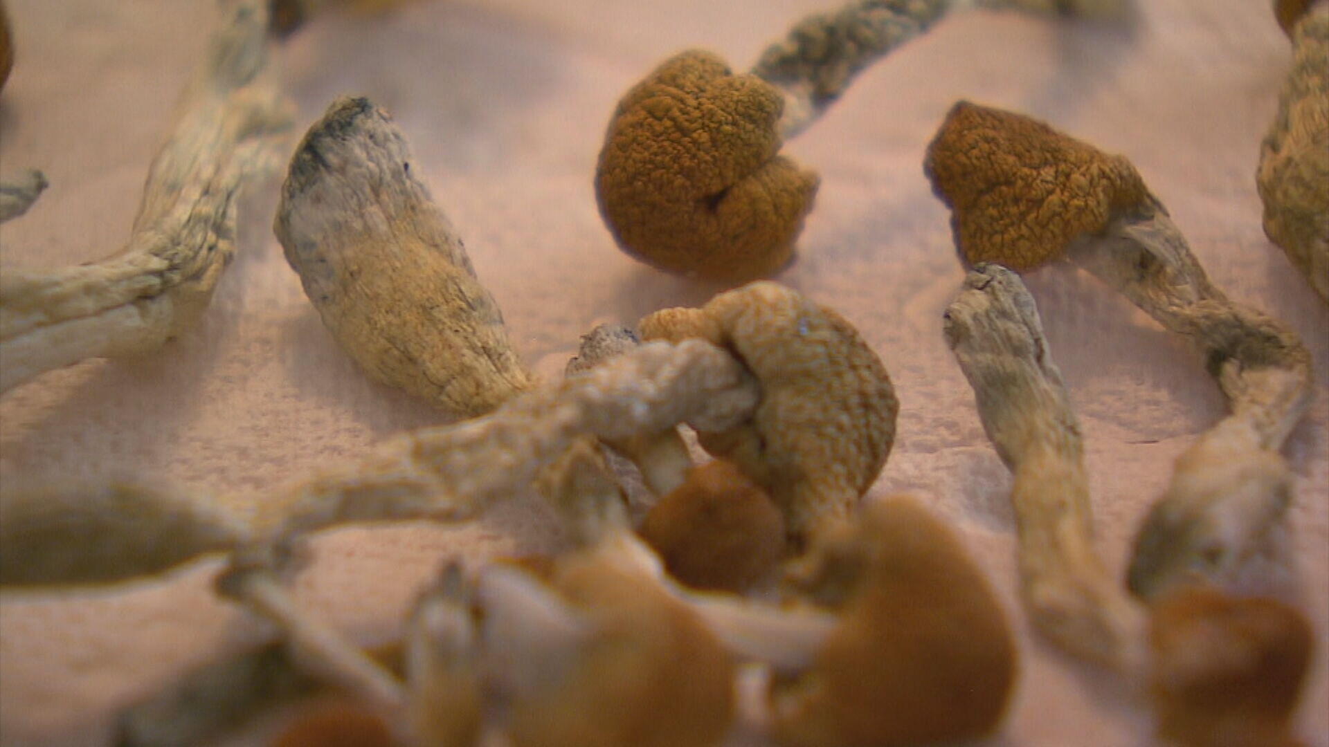 Colorado startup hopes to be at forefront of psilocybin cultivation and ...