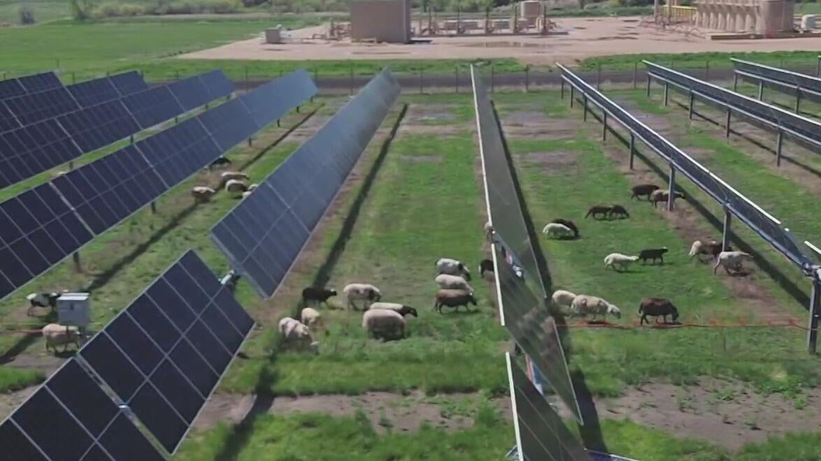 "Lamb-scaping" offers new way for Colorado farmers to maintain land ...