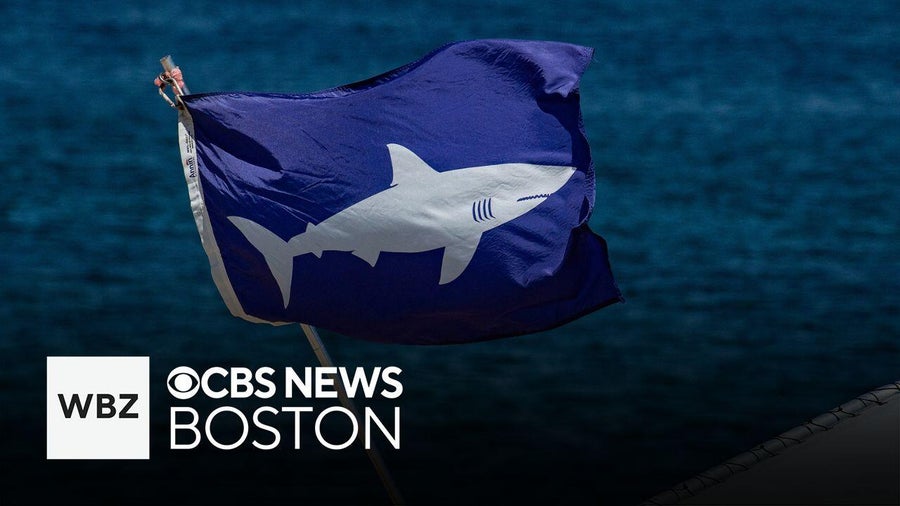 Great white shark bites seal in first sighting of the season off ...