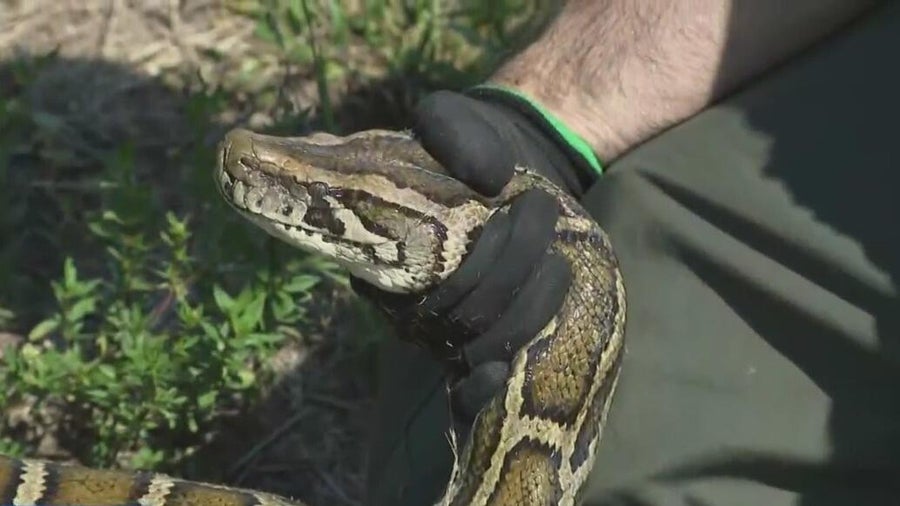 Florida's 2025 Python Challenge dates are set. Why the event could be ...