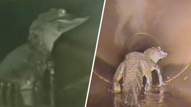 Viral video captures moment Florida crews find 5-foot alligator "just ...