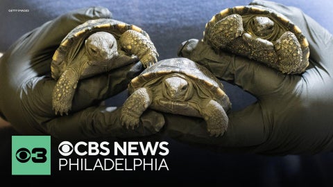 Philadelphia Zoo welcomes 3 baby Galapagos tortoises to join the ...