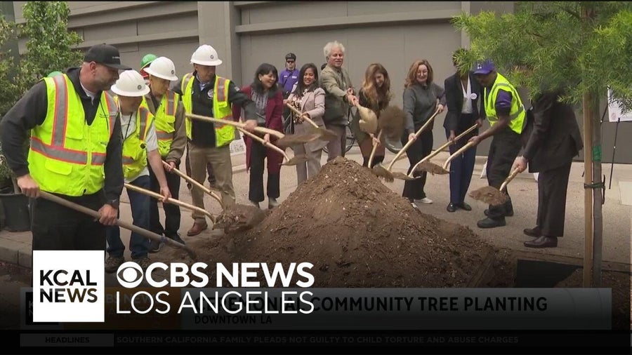 A vandal went after downtown Los Angeles trees with a chainsaw ...