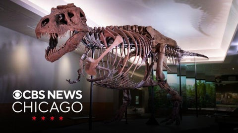 Field Museum celebrating Summer of SUE to mark T-Rex's 25th anniversary ...