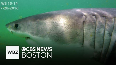 Ensest türk sex sotwe decided to try a wonderful black lady