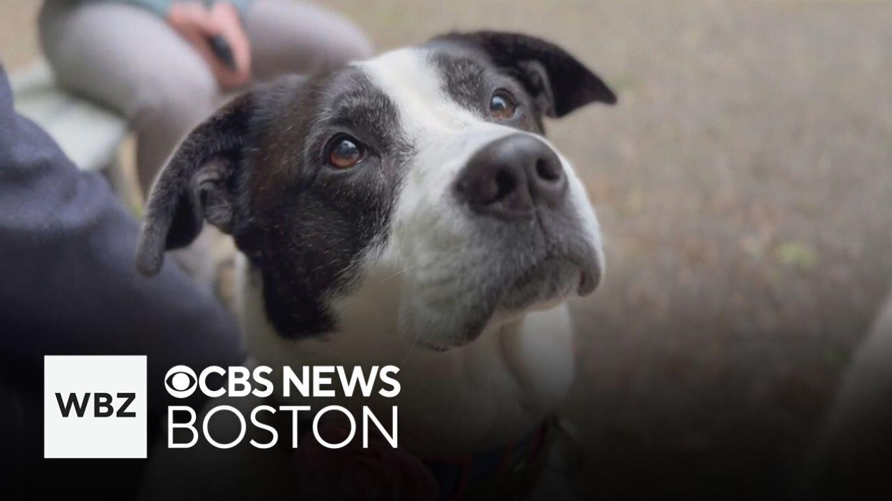 Dogs rescued from poor conditions a year ago now available for adoption ...