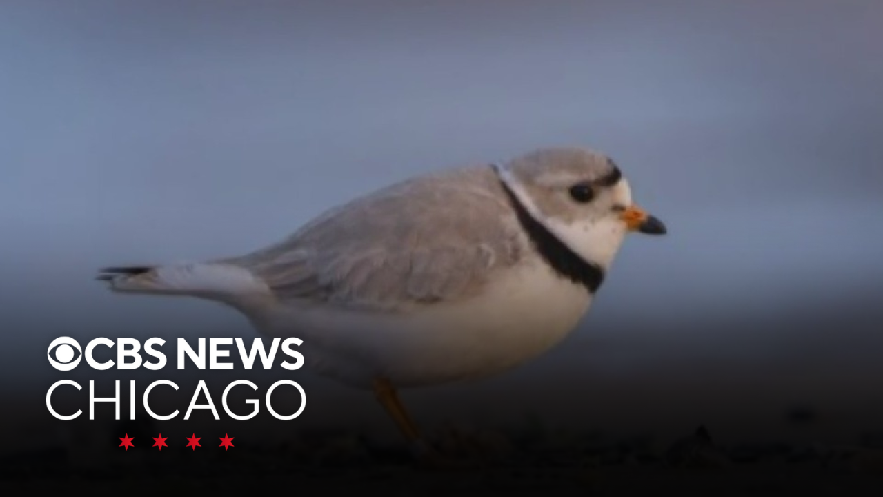 Volunteers create new campaign to help protect beloved piping plovers ...