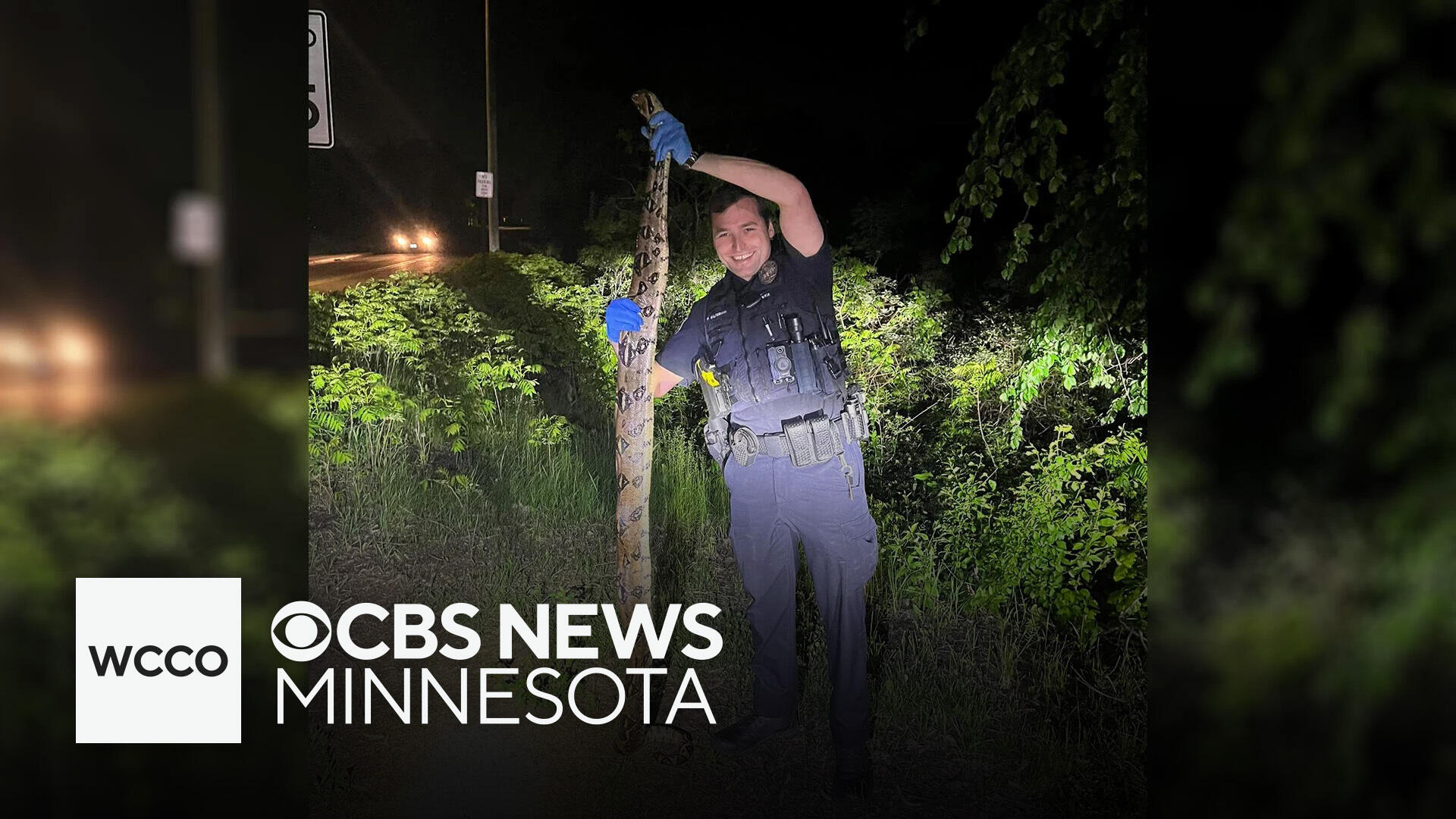 Escaped boa constrictor hit and killed by motorist northwest of Twin ...