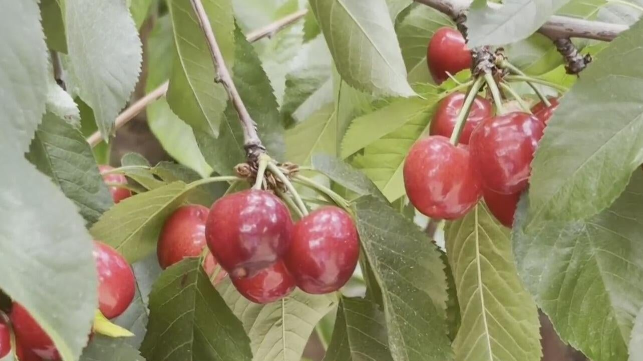 USDA to purchase $3M of dried cherries amid poor San Joaquin County ...
