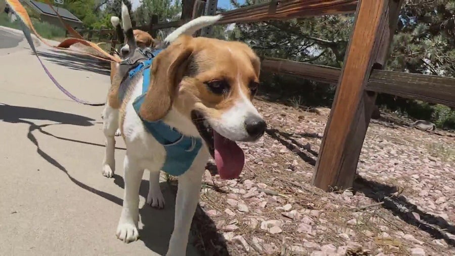 Colorado woman advocates for animal testing reform after rescuing four ...