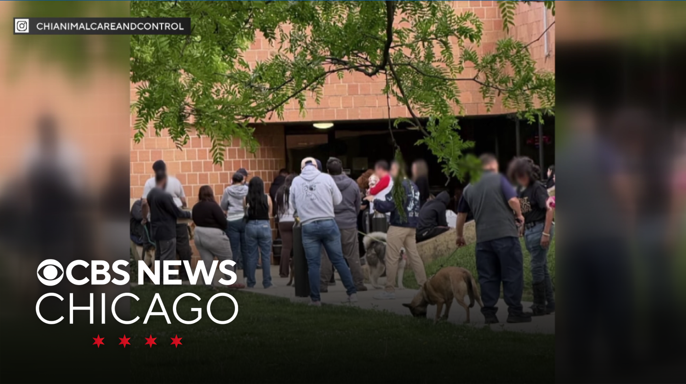 Chicago Animal Care and Control running out of shelter space as stray ...