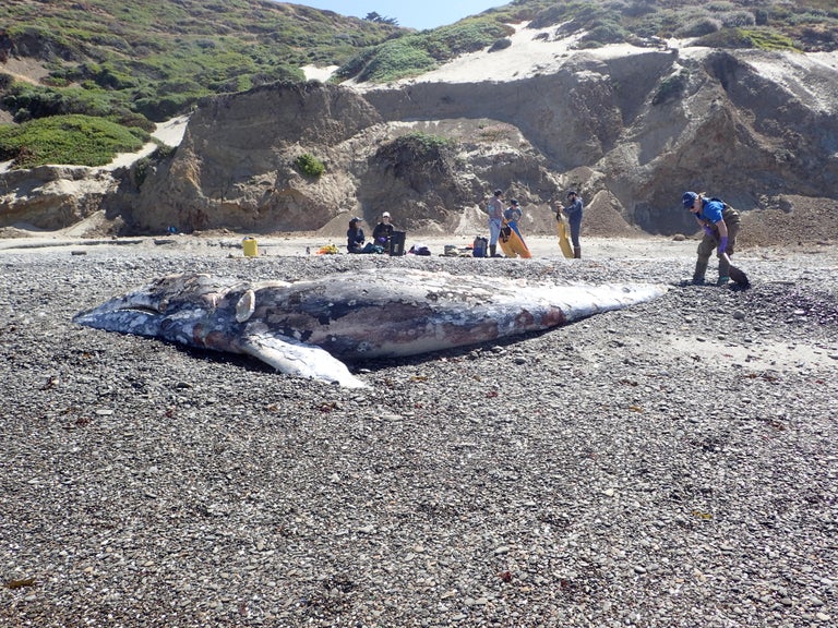 5 dead gray whales found in the Bay Area in one week, Marine Mammal ...