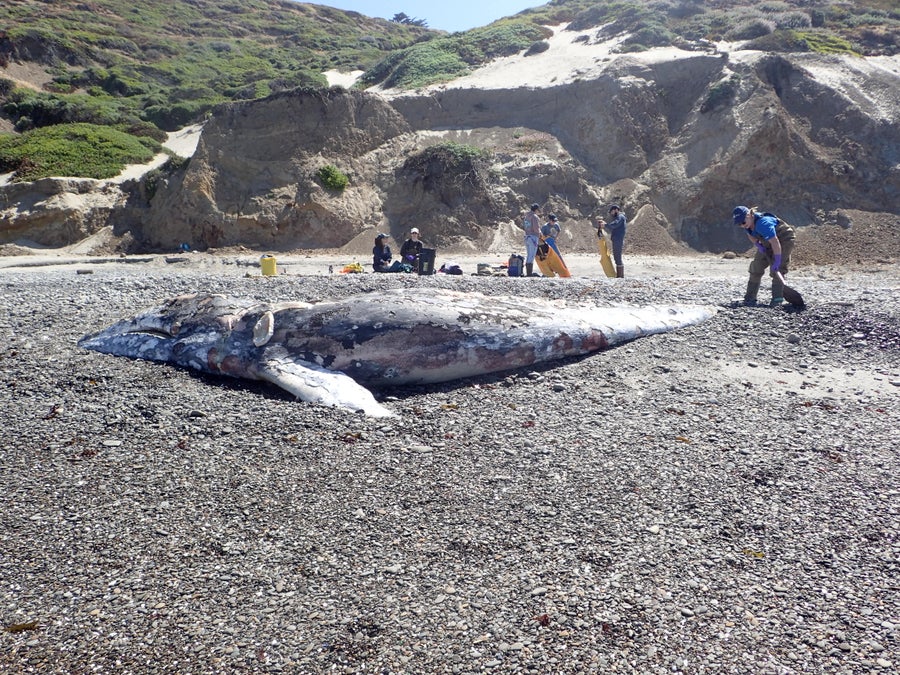 5 dead gray whales found in the Bay Area in one week, Marine Mammal ...