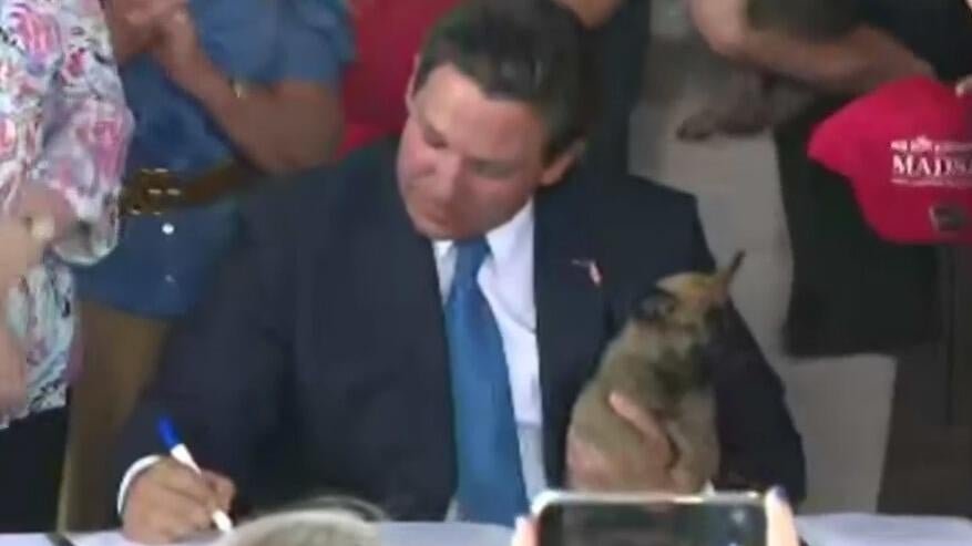 New Florida laws make it illegal to restrain dogs outside during ...