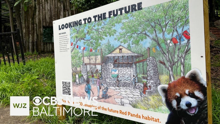 Maryland Zoo breaks ground on new red panda habitat - CBS Baltimore