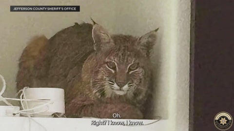 Bobcat hangs out in Colorado home, not impressed with capture efforts ...