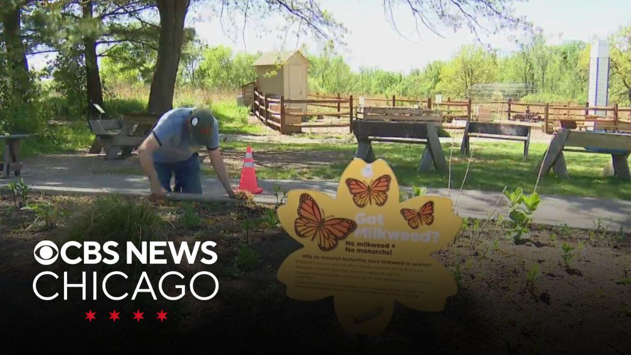Schaumburg, Illinois seniors work to nurture monarch butterflies, which ...