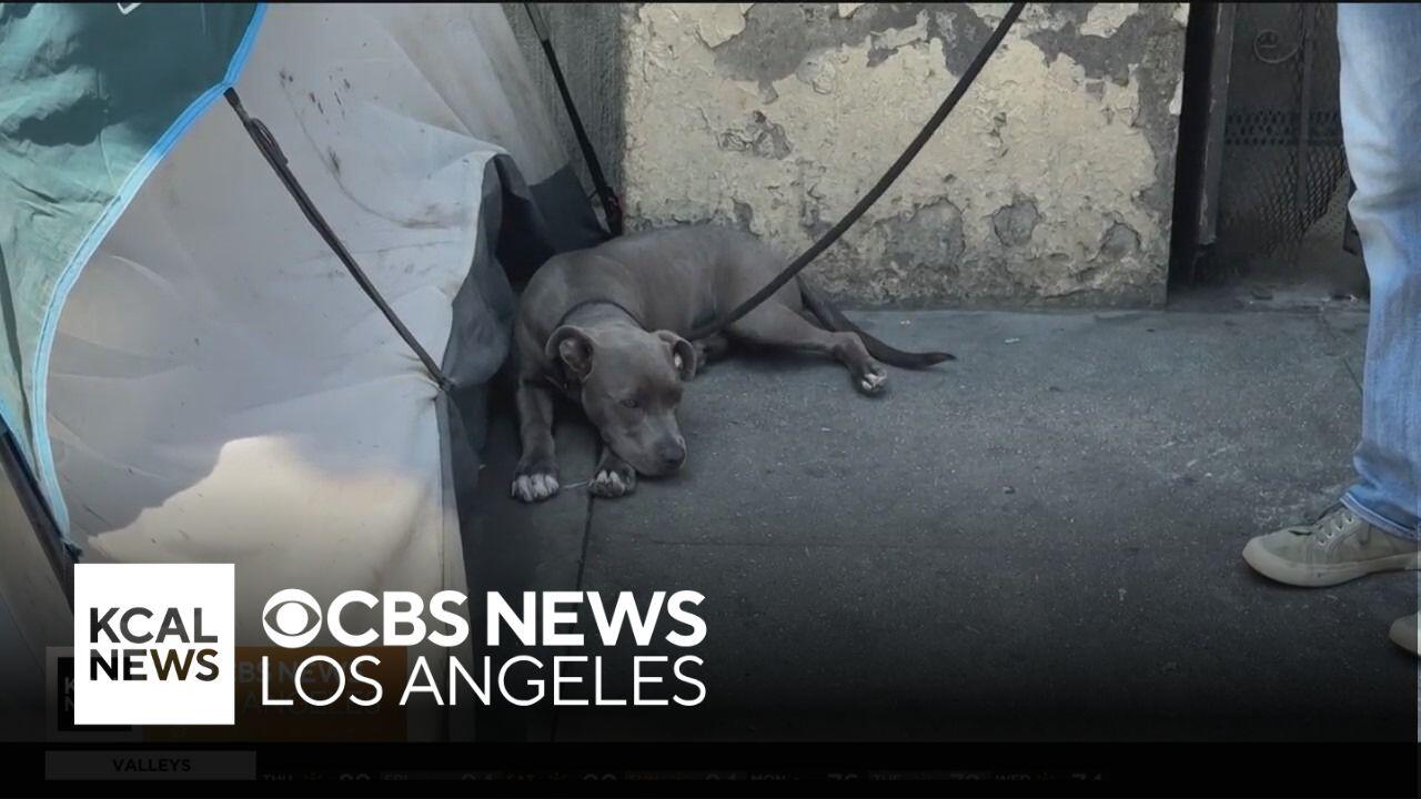Animal advocates say many pets on Los Angeles' Skid Row are neglected ...
