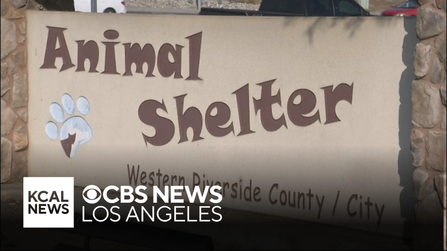 Riverside County promises more funding and staff for animal shelters ...