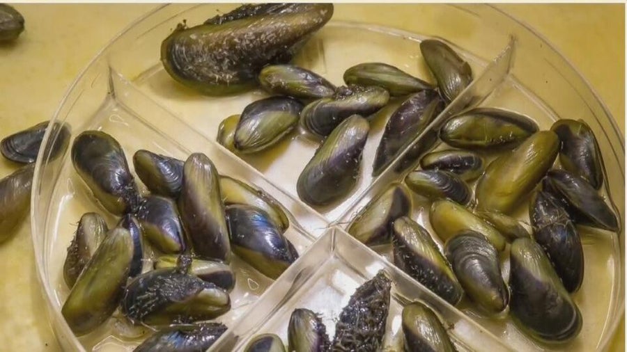 Invasive golden mussels found on boat during Lake Tahoe inspection ...