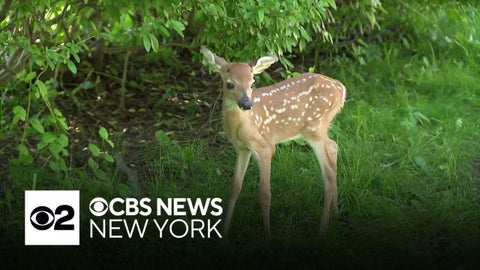 What to do if you see a deer fawn alone? Experts say don't touch or ...