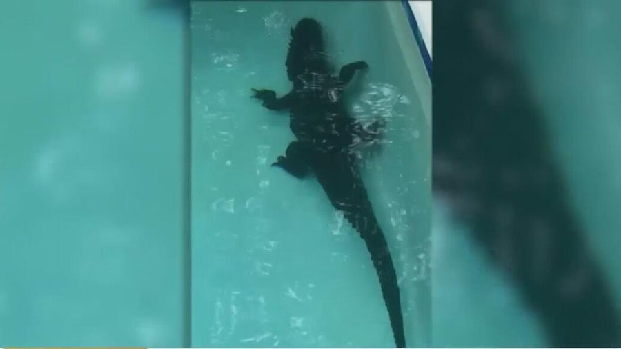 7-foot alligator found taking dip in Florida couple's pool - CBS Miami
