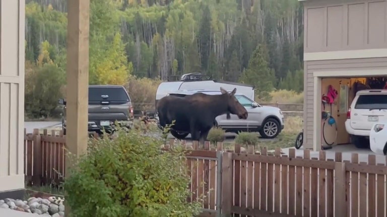 Three recent Colorado moose attacks all involved people with their dogs - CBS Colorado